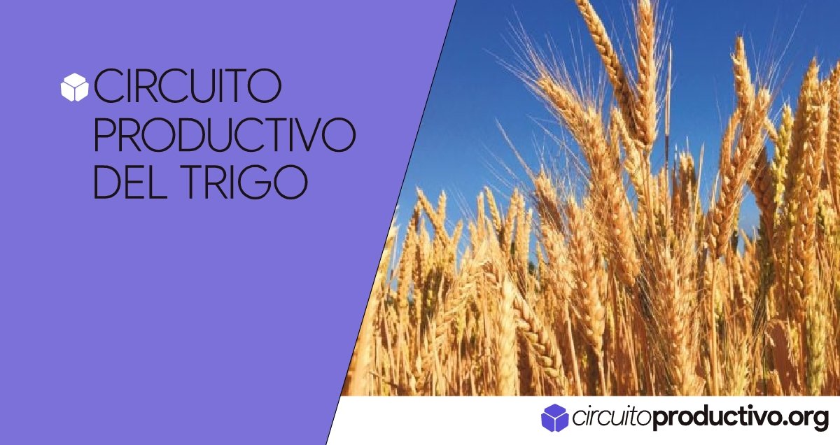Circuito Productivo del Trigo | ⭐ 2025